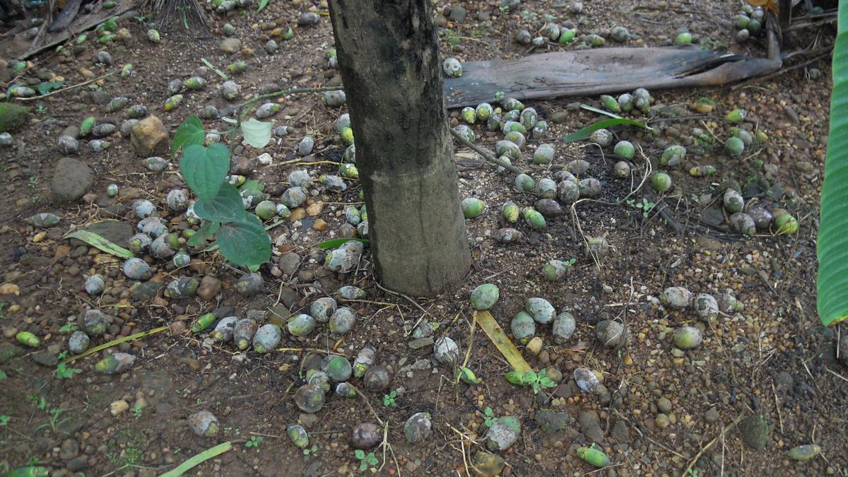 CPCRI issues advisory to control koleroga disease in arecanut plantations - The Hindu